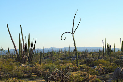 The Cirio or Boojum Tree (Fouquieria columnaris)