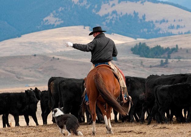 *{Maltese Kat}*: Last American Cowboy