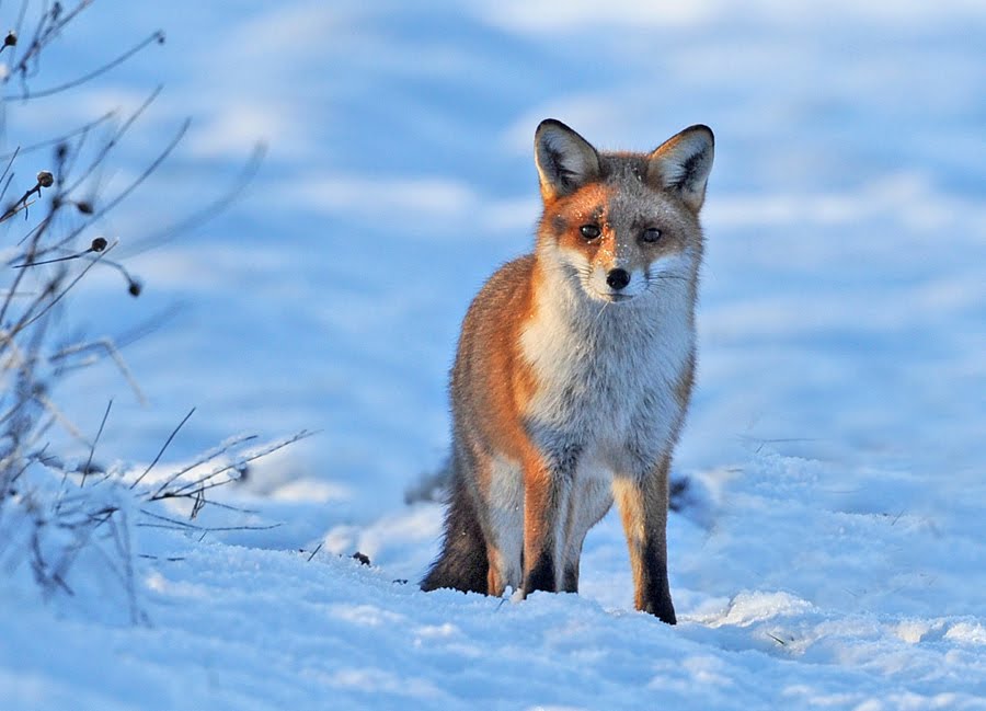 Brian Rafferty...Wildlife Photographer: Christmas Fox