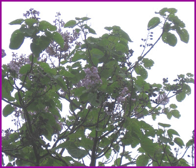 ! Haiku and Happiness ! (02): Paulownia KIRI