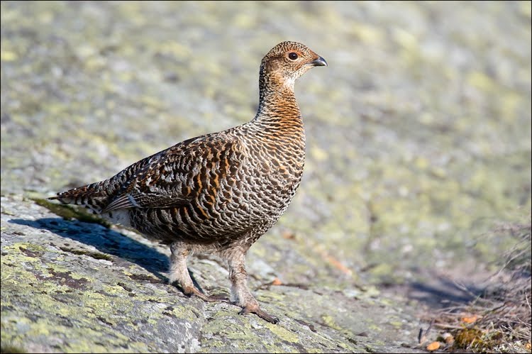 TOM DYRING WILDPHOTO / NN: april 2010