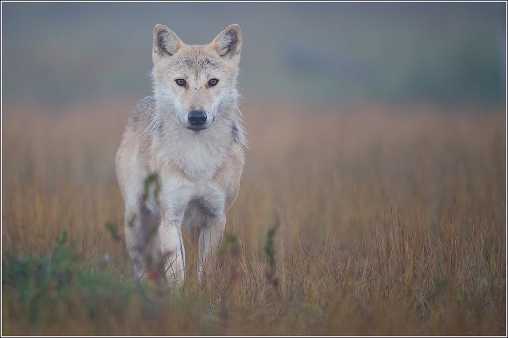 TOM DYRING WILDPHOTO / NN: HIGHLIGHTS (?) 2010