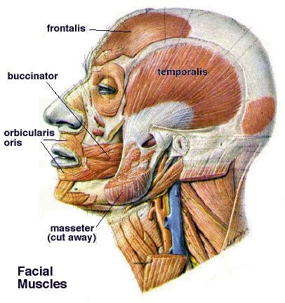 Diabetes Education and Research Center Philadelphia: Mouth and Throat ...