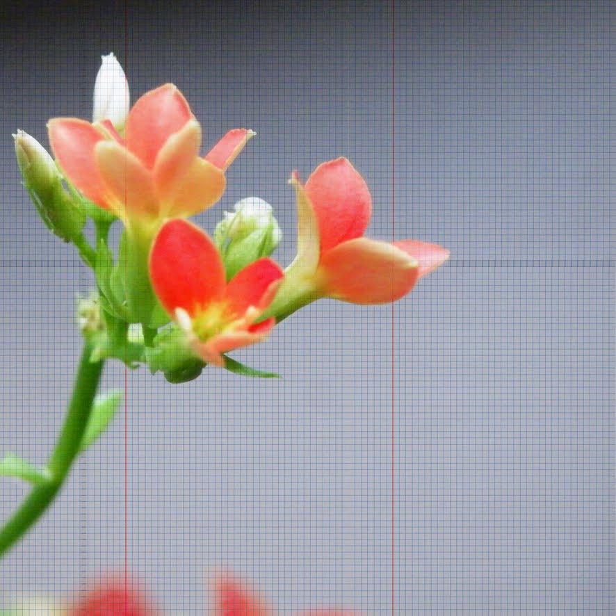 How Much Do Nba Basketball Court Sweepers Make