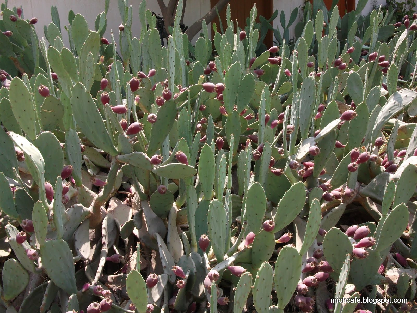 Mich Café: Cactus Oasis