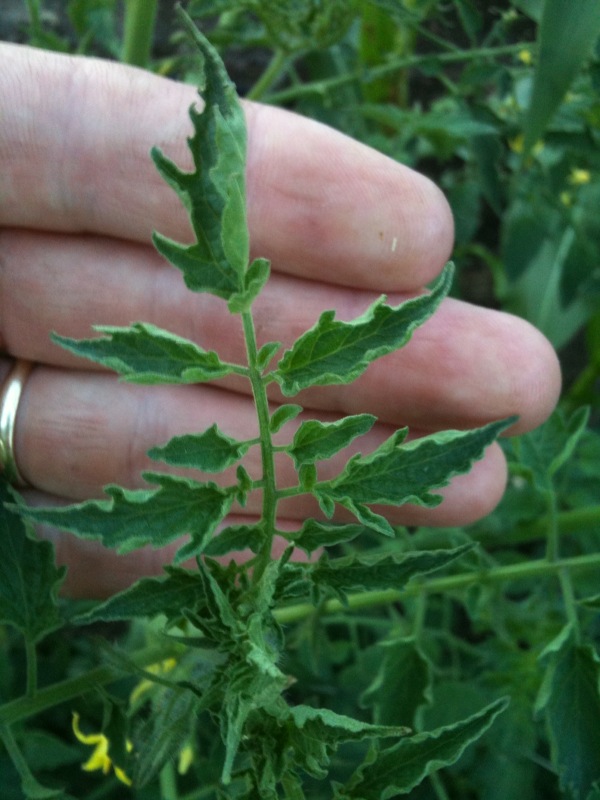 Topics in Agriculture: Herbicide Damage on Tomato