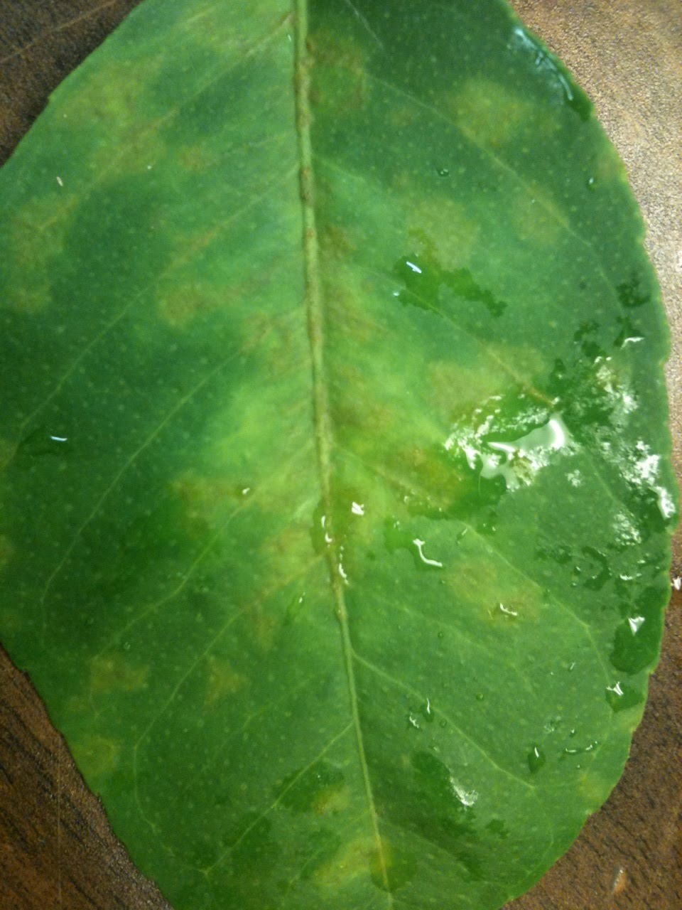 Topics in Agriculture: Greasy Spot Fungus on Meyers Lemon