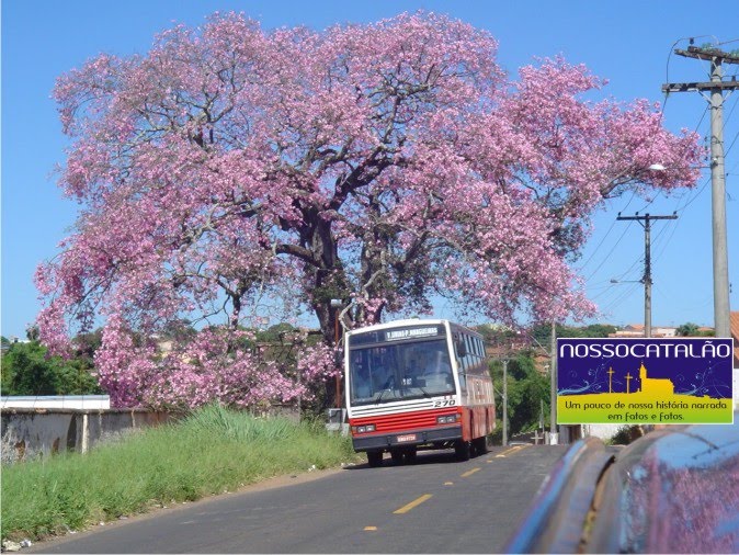 Barriguda e sua última cria