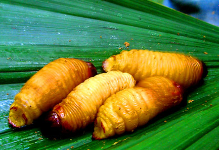 PODER COLOMBIANO : EL MOJOJOY