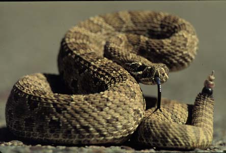 Predator Haven: RATTLESNAKES