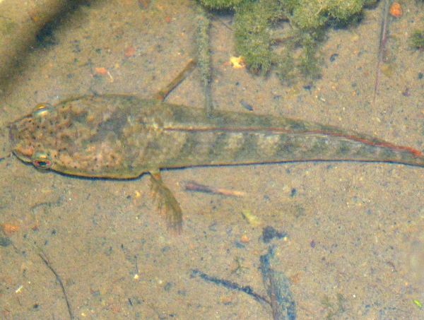 Wild Sri Lanka: Spotted Snakehead Fish(Channa punctata )