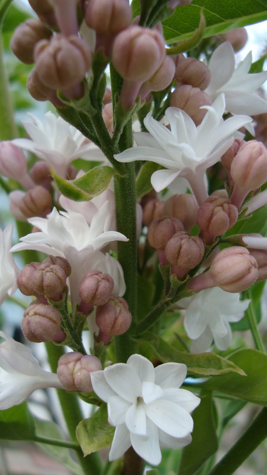 Ai My's Floral World: Lilac (Hoa Tử Đinh Hương)