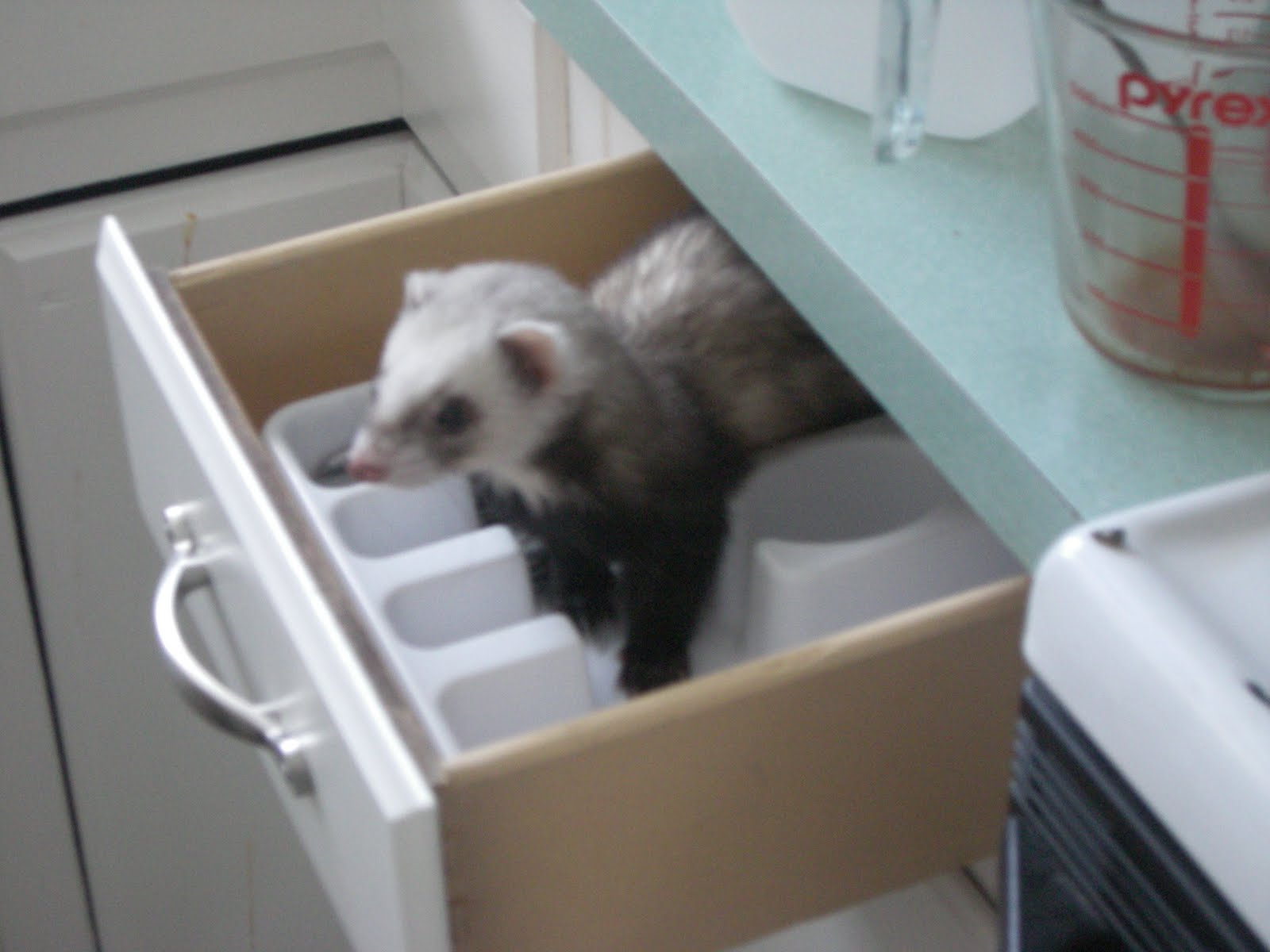 Ferrets in the North: Know your ferret - basic personality types