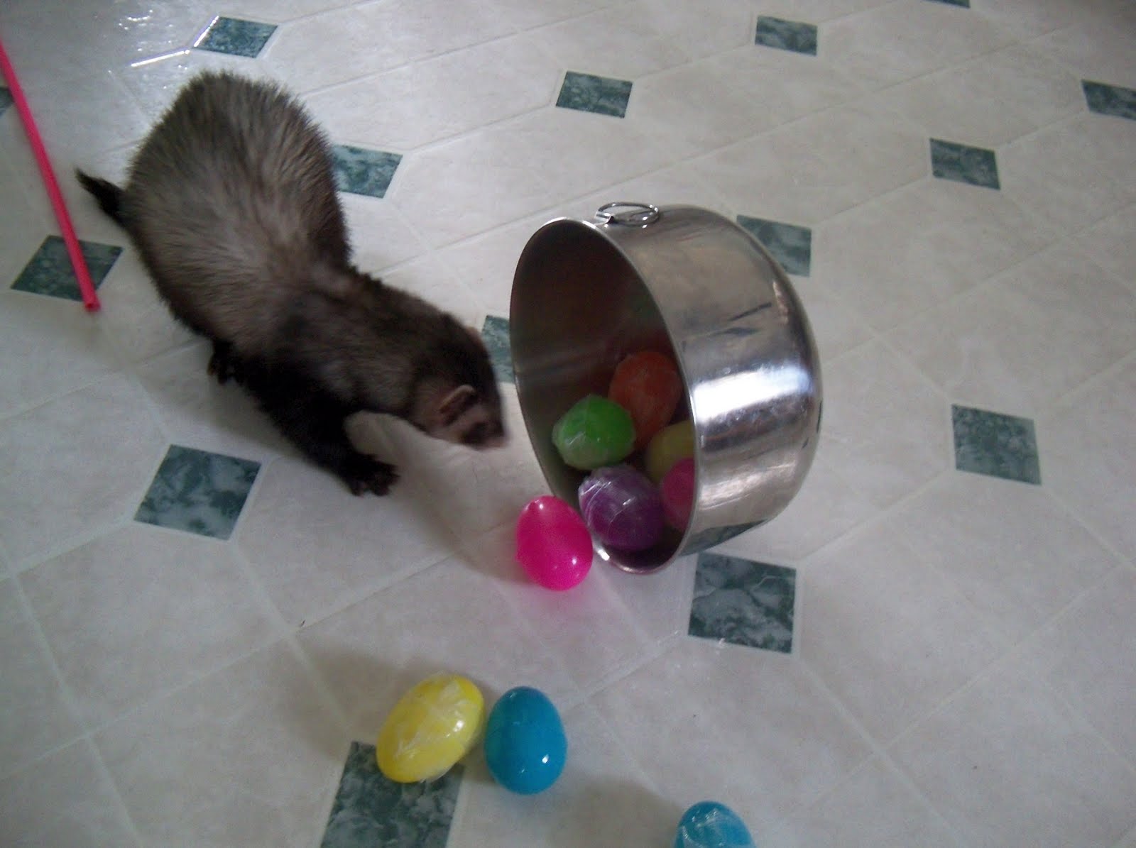 Ferrets in the North: More ferret toy ideas