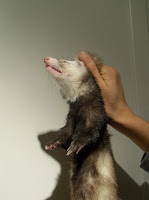 Ferrets in the North: How to scruff your ferret