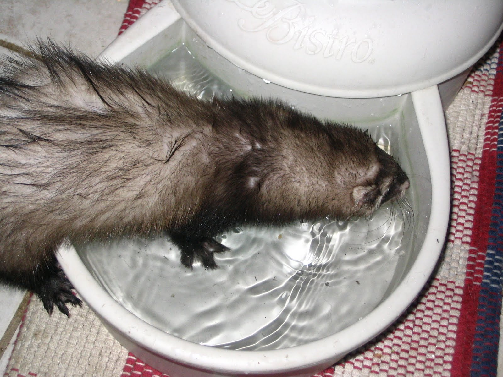 Ferrets North Adoptables: Kael has been adopted =)