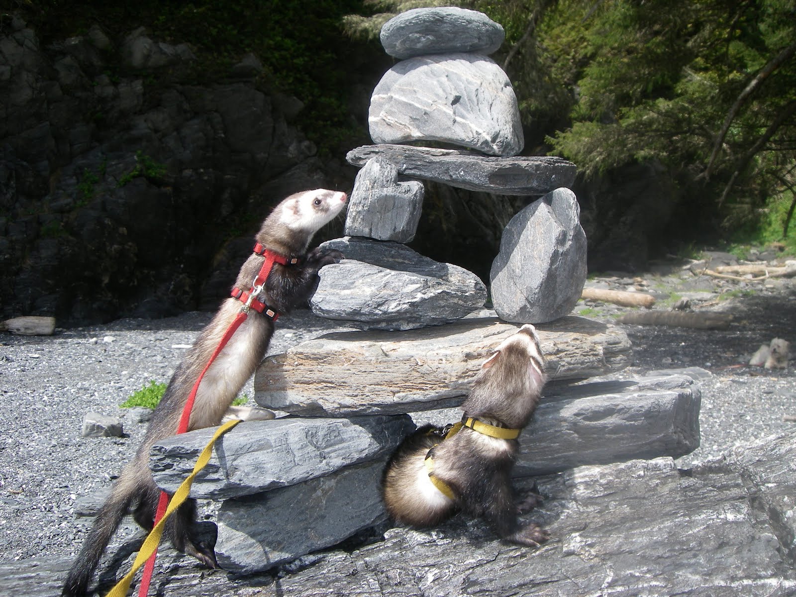 Ferrets in the North: Walk this way: what to expect from a walk