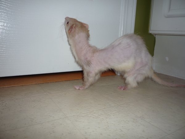 Ferrets in the North: July 2010