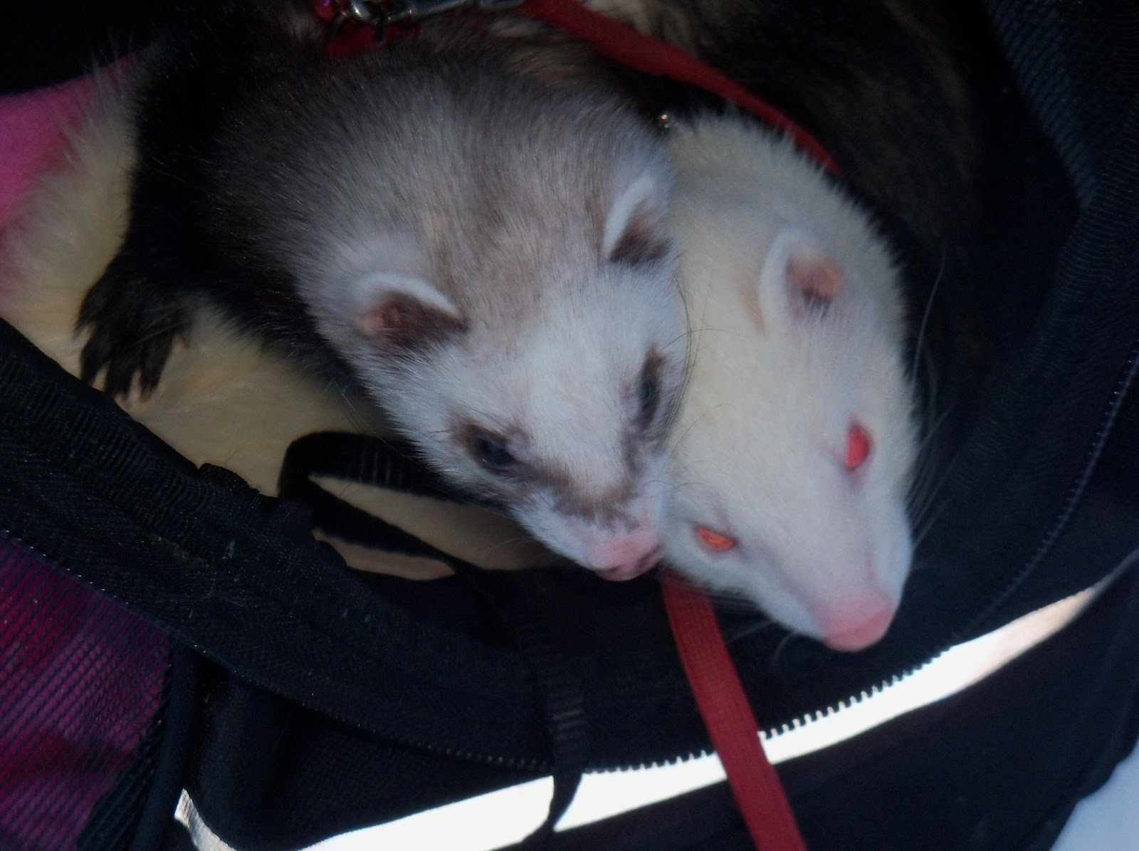 Ferrets in the North: Checkered Ferrets? Official Names for Ferret Patterns