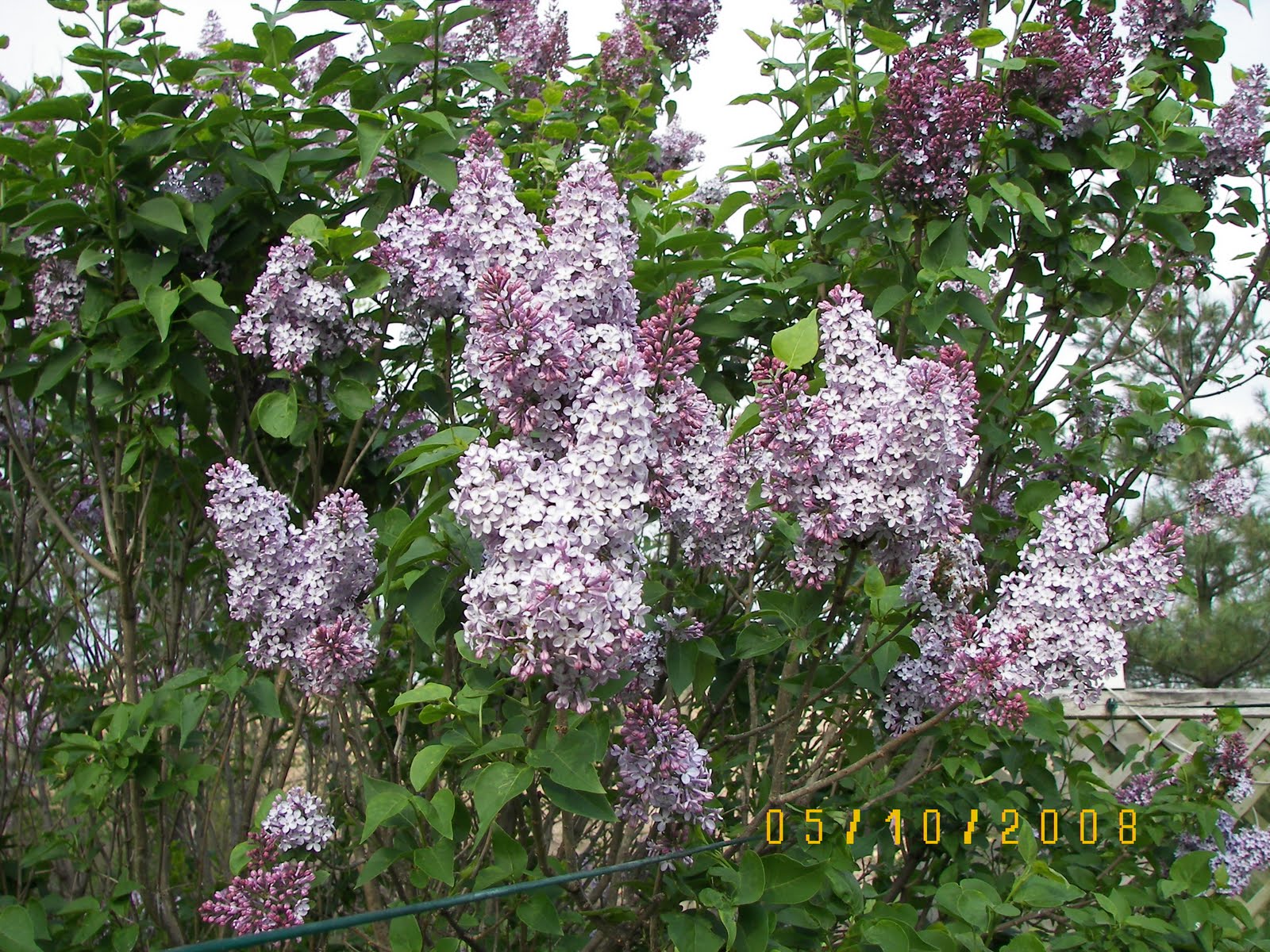 For the Love of Gardening: April 2010