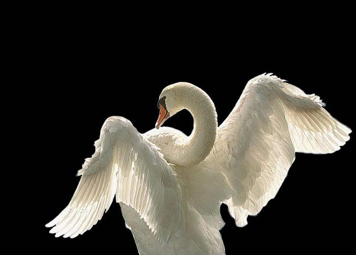 BELLO Y NATURAL: CISNE