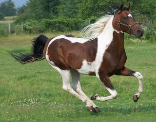 Sve o konjima: PINTO