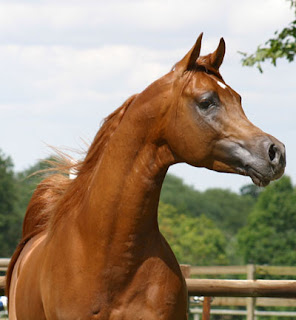 Sve o konjima: ARAPSKI KONJ