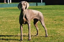 i-Pet Blog: The Grey Ghost Dog – The Weimaraner