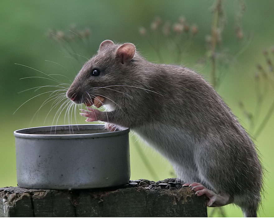 El Blog de Biottec: Rata noruega (Rattus norvegicus)