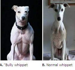 Advances in Veterinary Genetics - 2008: Mutants Key to Athletic Prowess