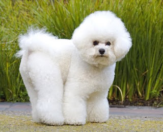 trucos para mascotas: Bichon