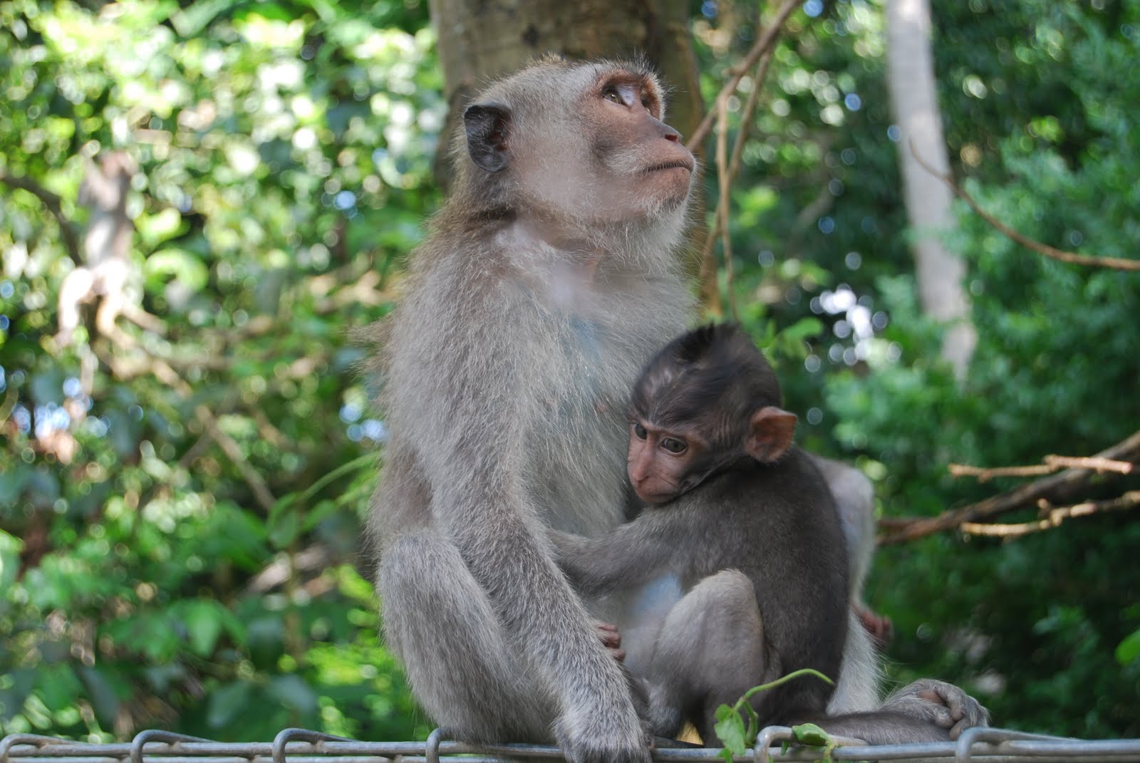 mag à Bali: Arrivee a BALI - UBUD
