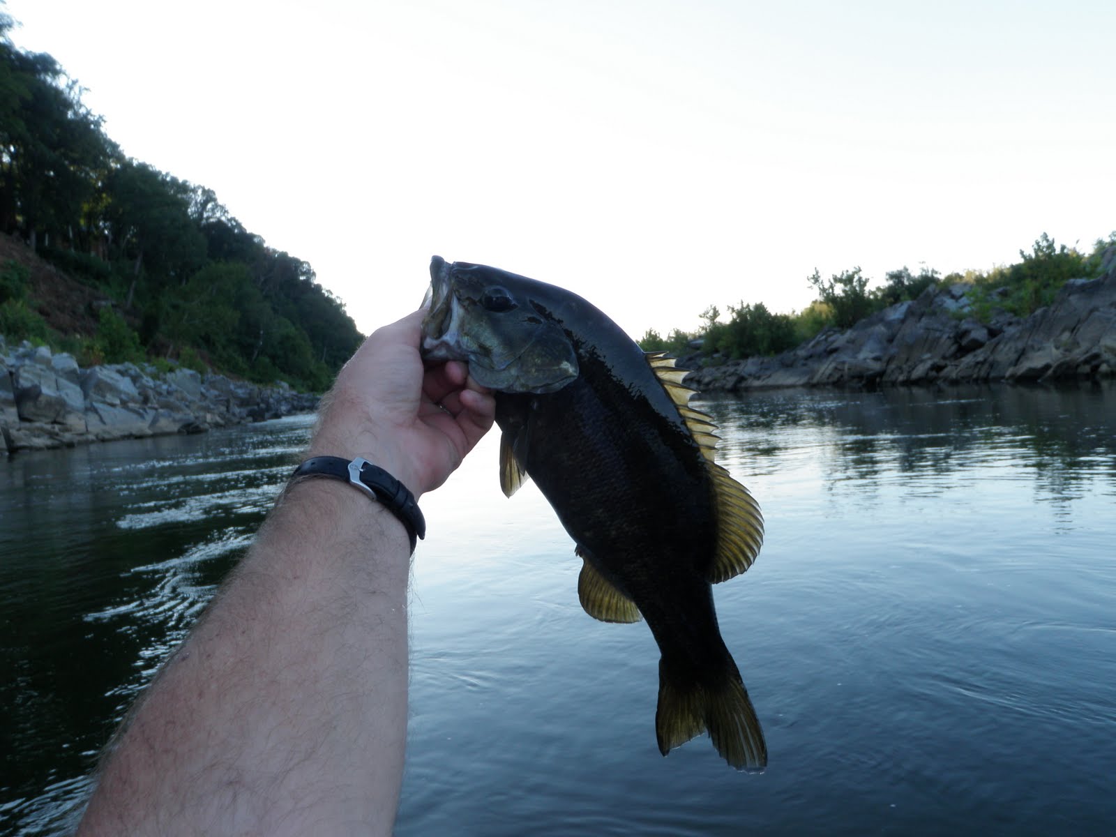I only work to finance my fishing:): Potomac above chain bridge 9/14 ...