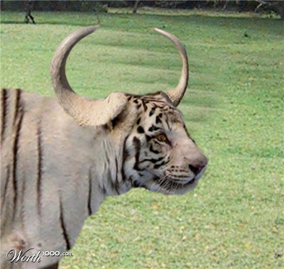 Asian tiger Indian bull is yet to chase