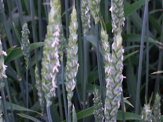 Heart of Ohio Ag News: Wheat Pollination