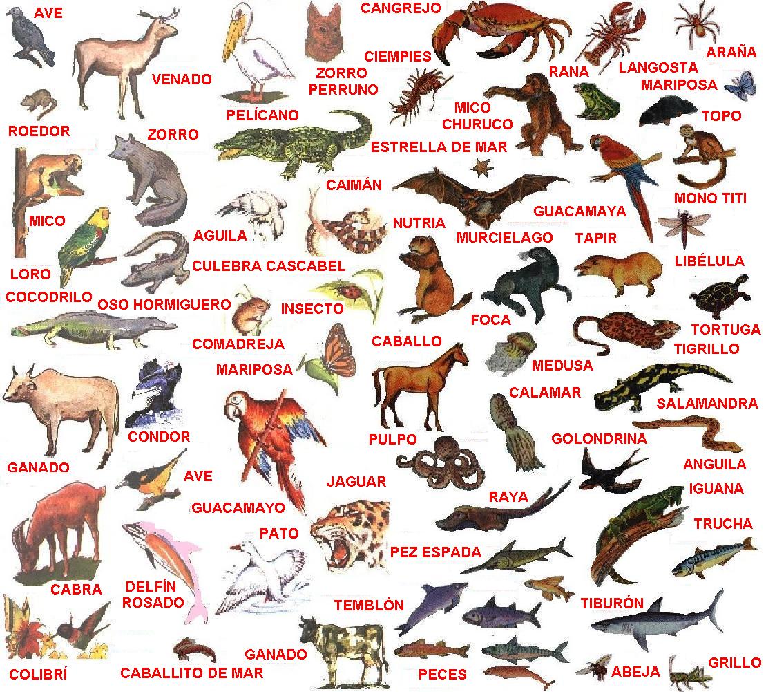 DE TODO UN POCO: FAUNA DE COLOMBIA