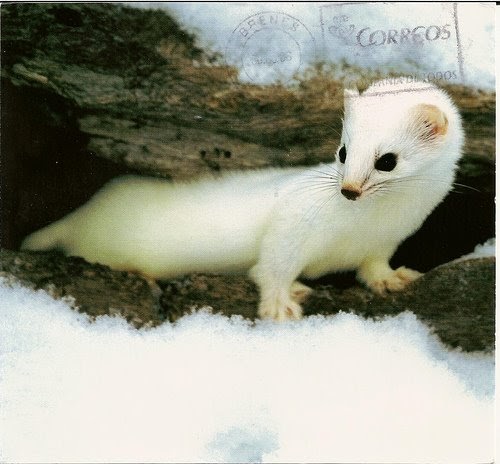 El Armiño, caballero blanco