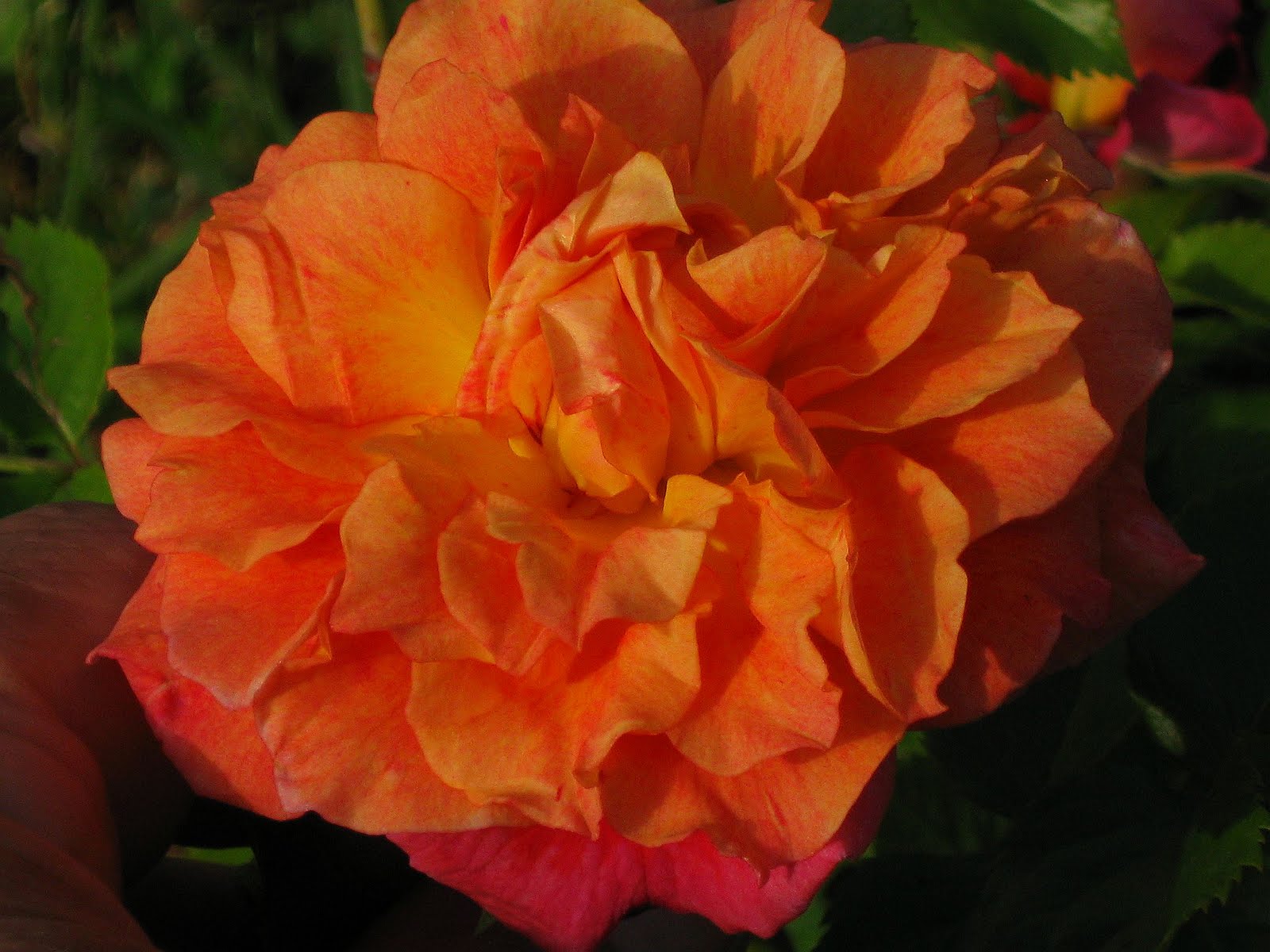 Renato PhotoBlog: Rose da seme