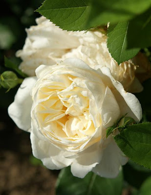 RÓŻANY OGRÓD : Aga13 - róże