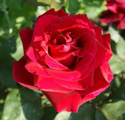 RÓŻANY OGRÓD : Aga13 - róże