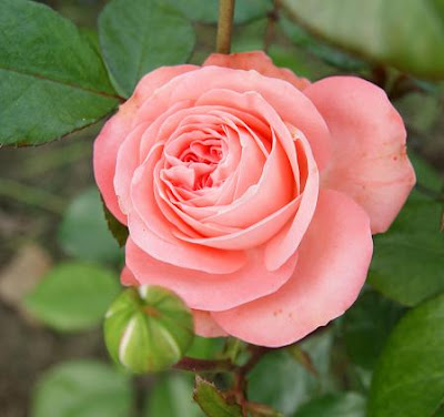 RÓŻANY OGRÓD : Aga13 - róże