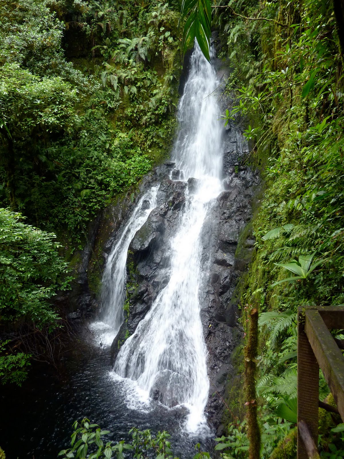 The Sound of Silence in Costa Rica’s Cloud Forest