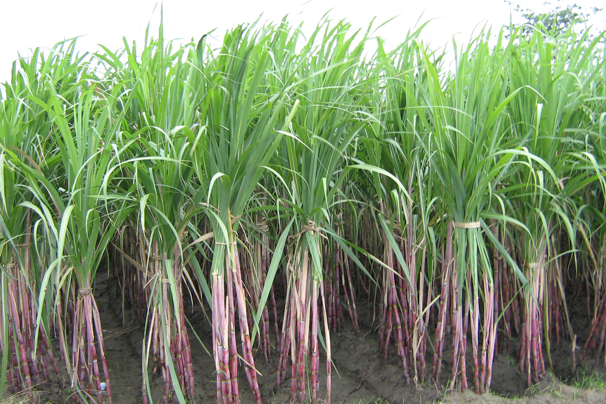 ELAPPULLY JP BLOG: AGRICULTRE IN ELAPPULLY