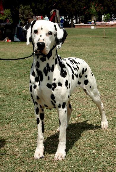 Encontrá tu mascota