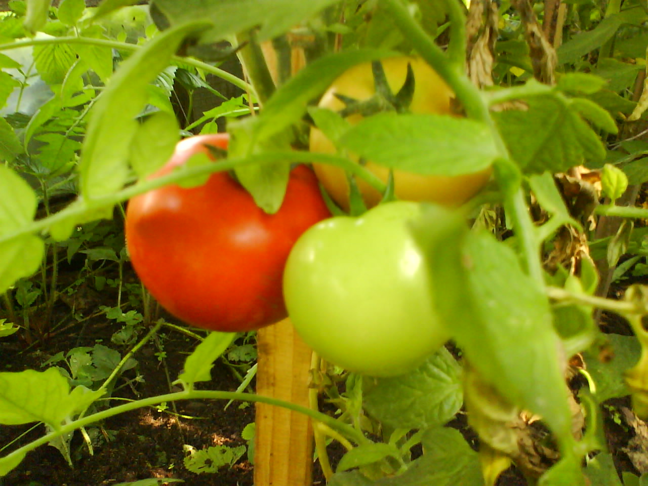 Dictionar de regionalisme comic