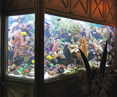 the amazing: amazing fish tanks