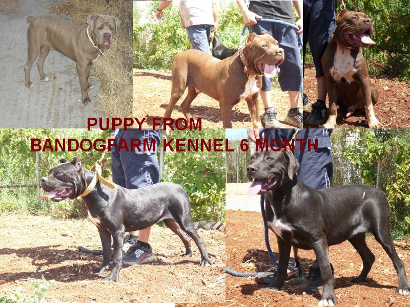 BANDOGFARM REGENCY MASTIFF FROM GREECE: PUPPY 6 MONTH FROM BANDOGFARM