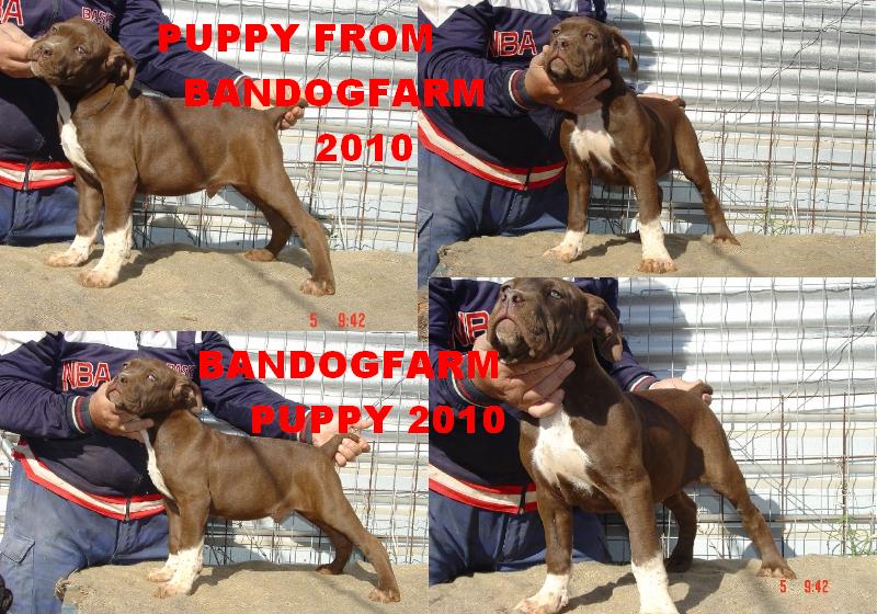 BANDOGFARM REGENCY MASTIFF FROM GREECE: PUPPY FROM BANDOGFARM 2010