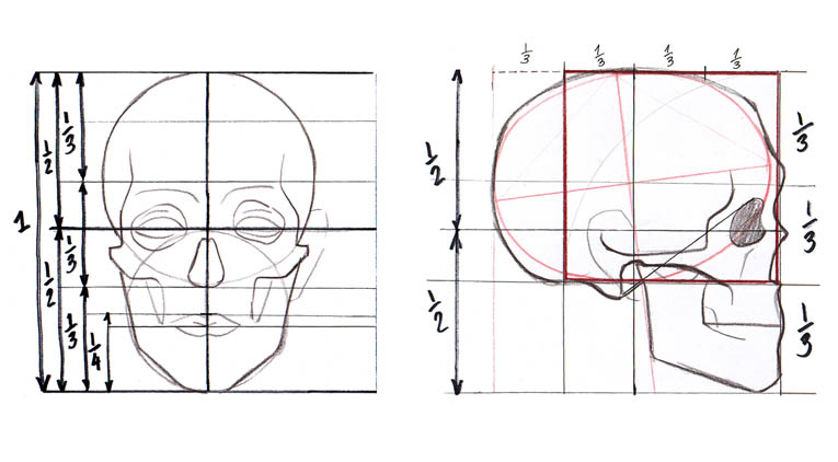 Cuaderno del Profe: Las proporciones en el rostro