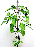 Divni Zdravi Čajevi: Divlji Bosiljak (Terljan)